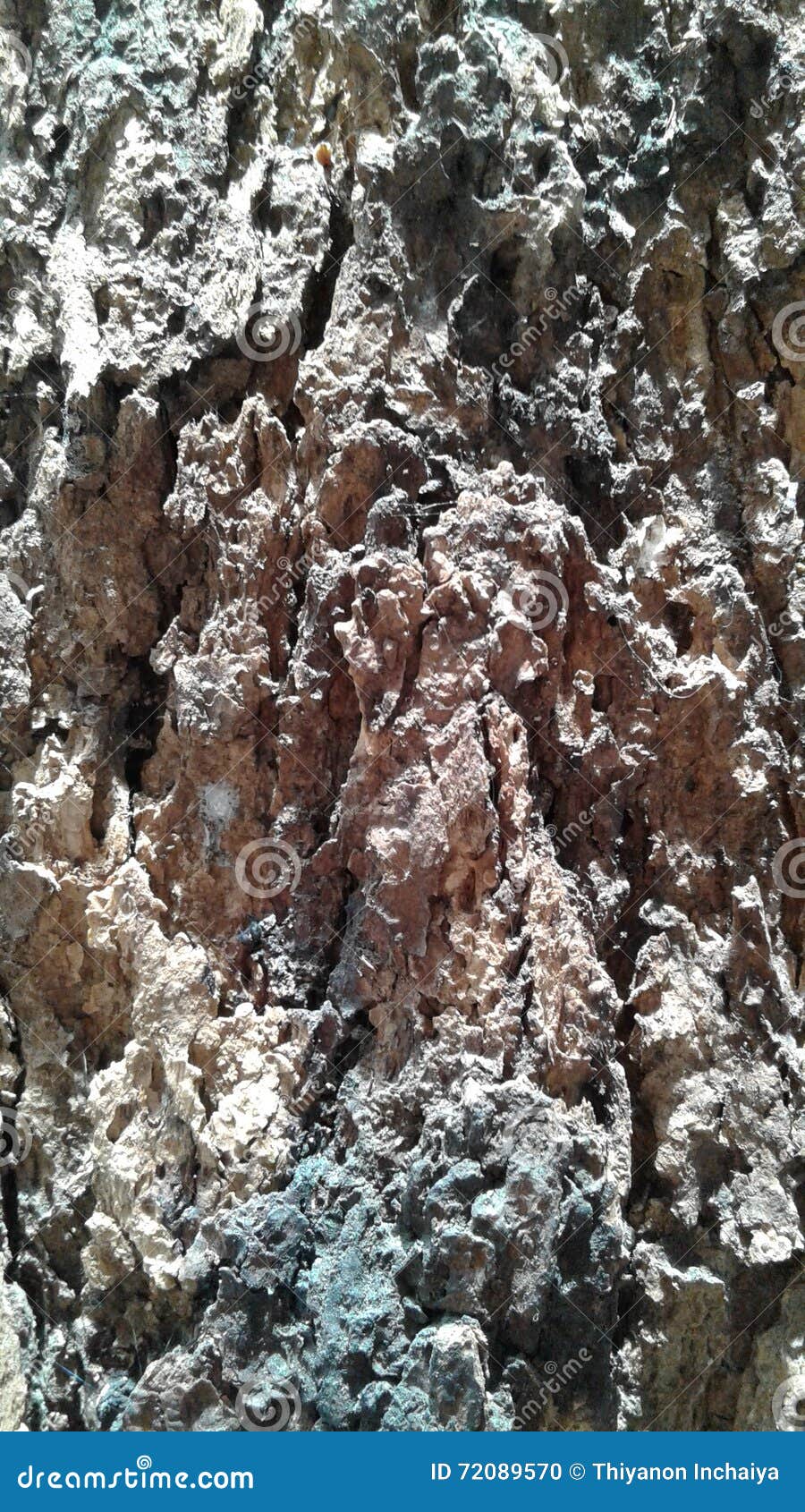 Bark tree stock photo. Image of willd, bark, exterior - 72089570