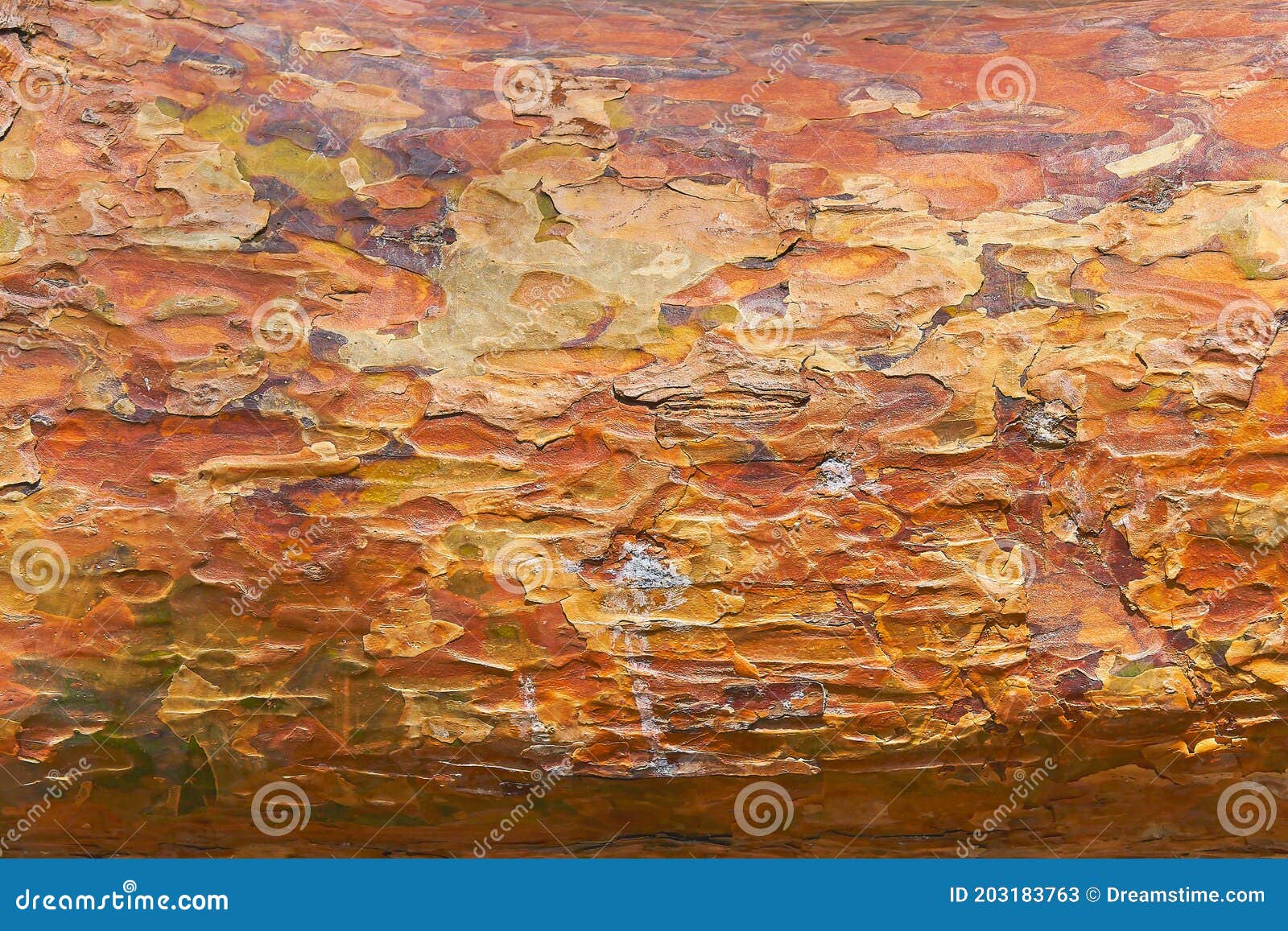 Conifer bark texture stock image. Image of macro, leaf - 203183763