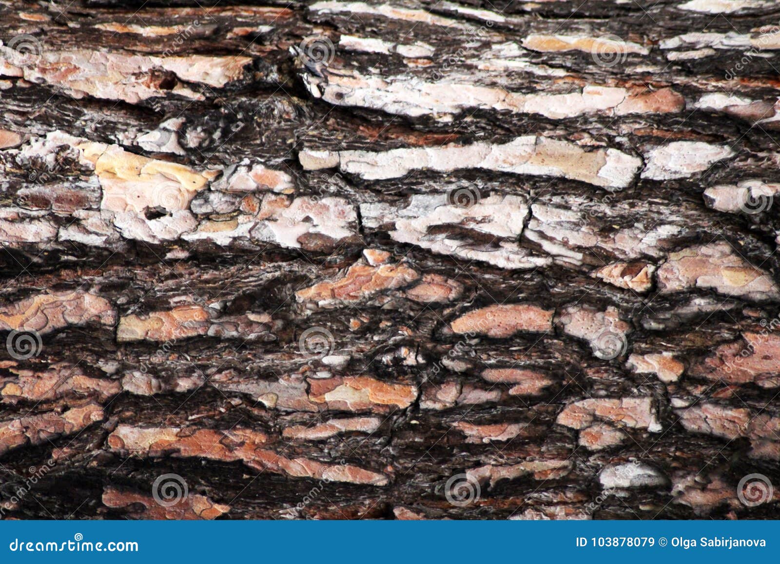 Bark of Tree. Seamless Tileable Texture Stock Image - Image of brown ...