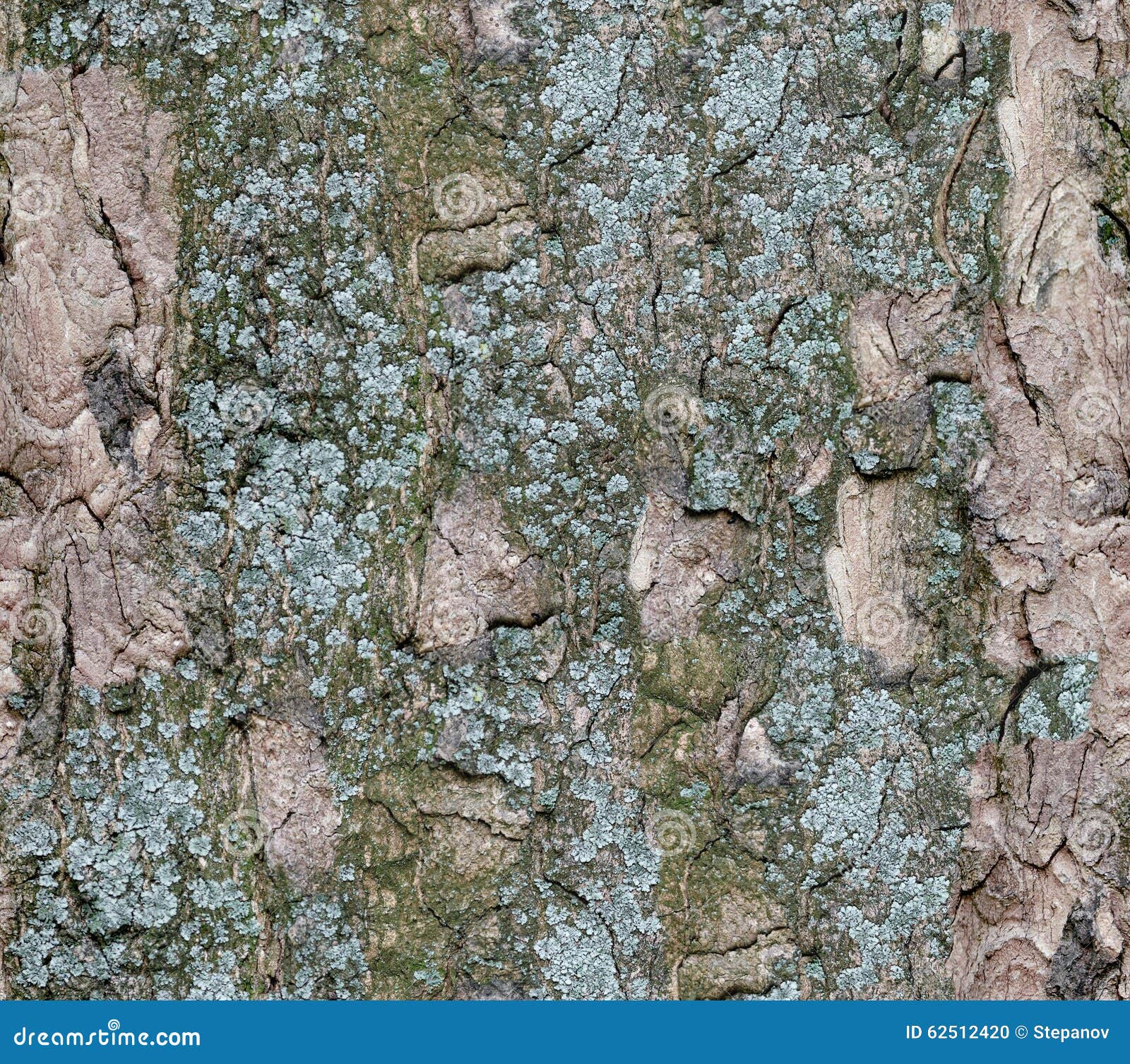 Bark of Tree. Seamless Tileable Texture Stock Photo - Image of plant ...