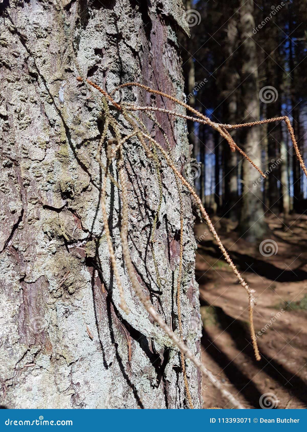 Natural twigs stock image. Image of natural, tree, twigs - 113393071