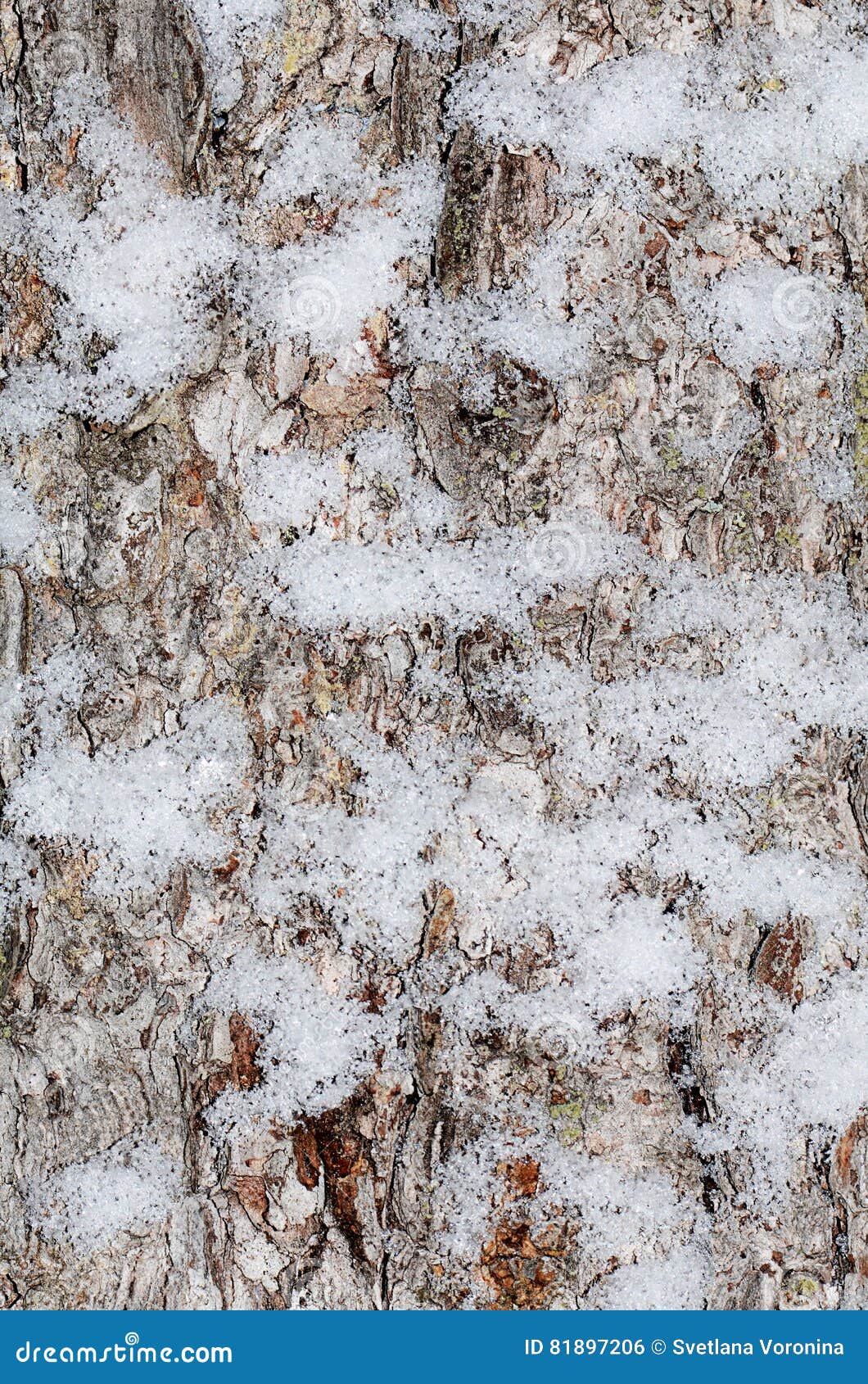 The bark of tree with snow stock photo. Image of detail - 81897206