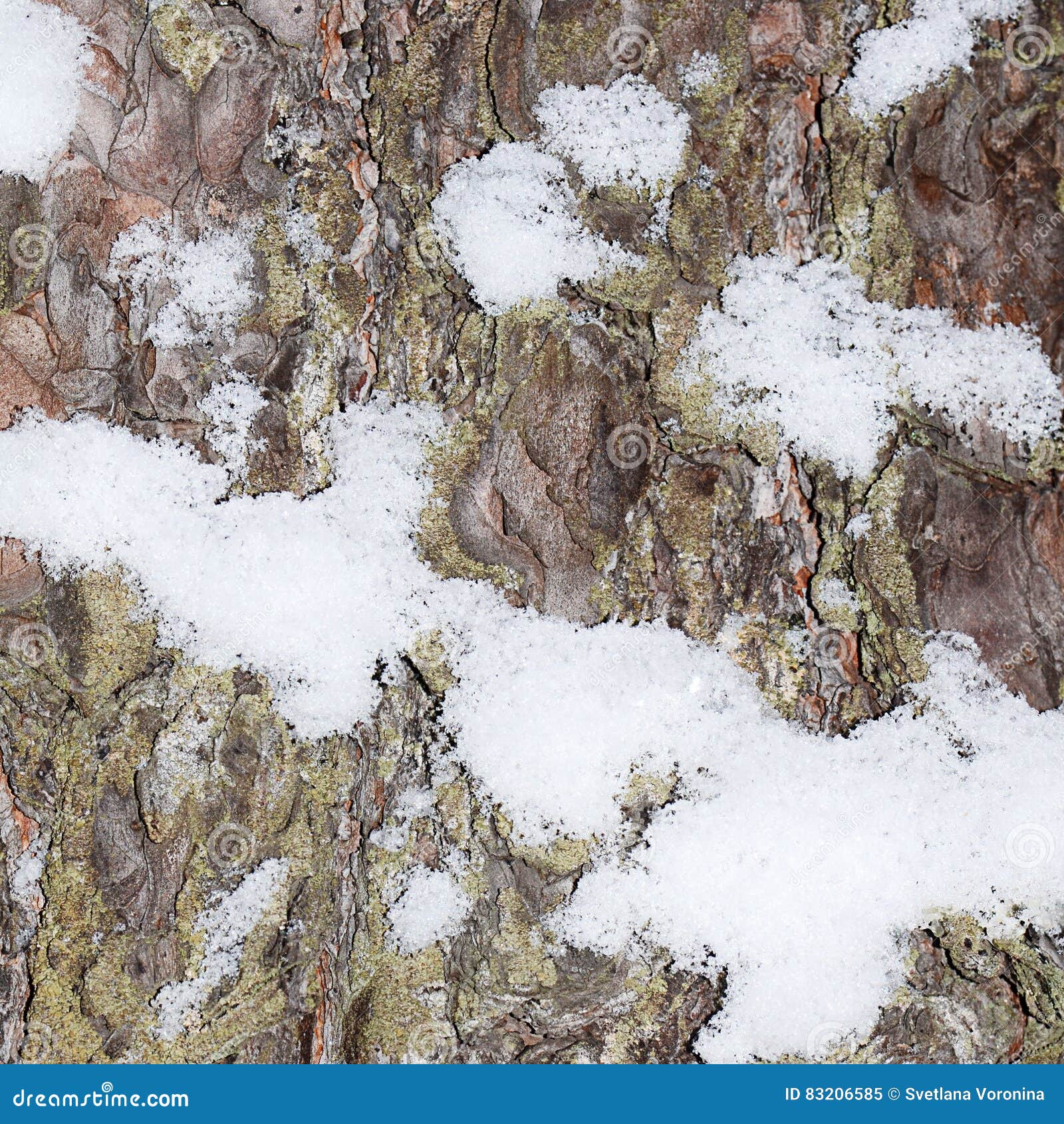 The bark of tree with snow stock image. Image of christmas - 83206585
