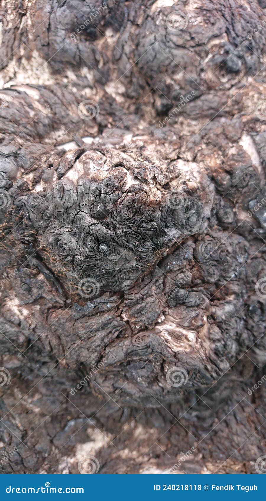The Bark of a Tree is Struck by Lightning during the Rainy Season Stock ...