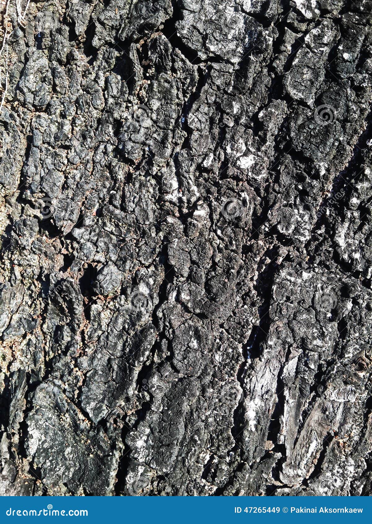 Bark tree surface stock image. Image of surface, bark - 47265449