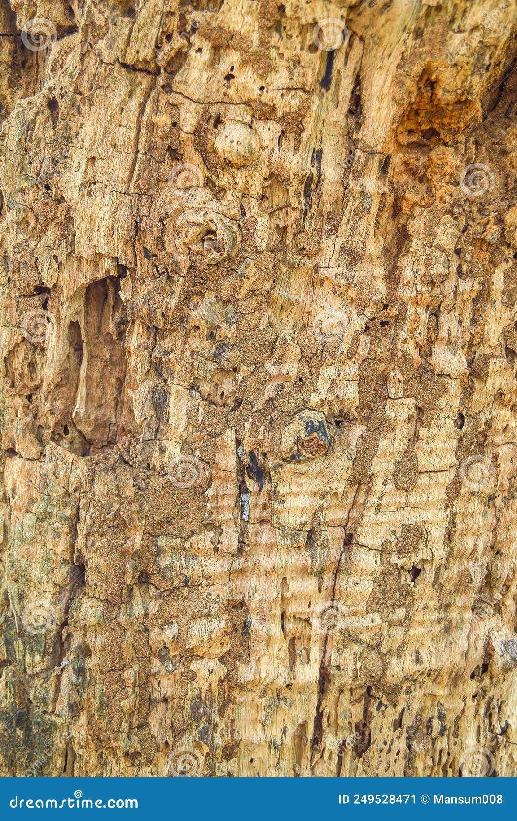 Bark tree textue stock image. Image of natural, brown - 249528471