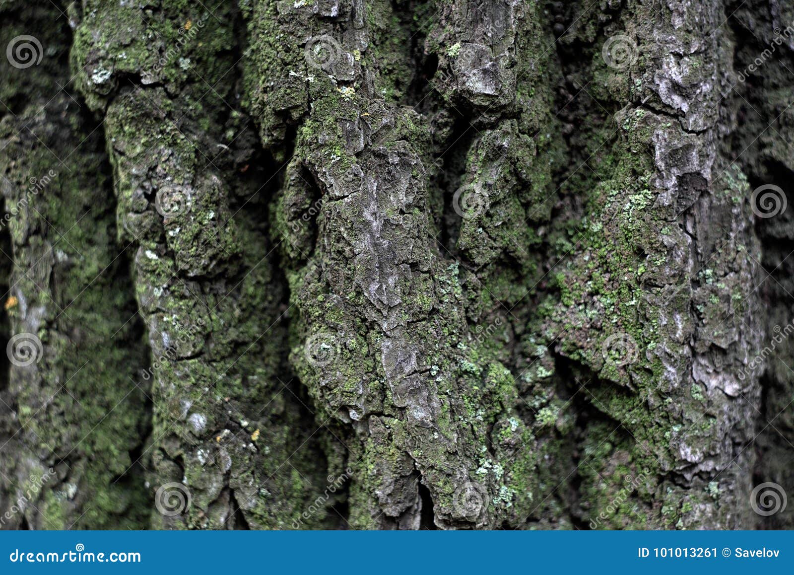 Bark of a tree stock image. Image of corrosion, corroded - 101013261
