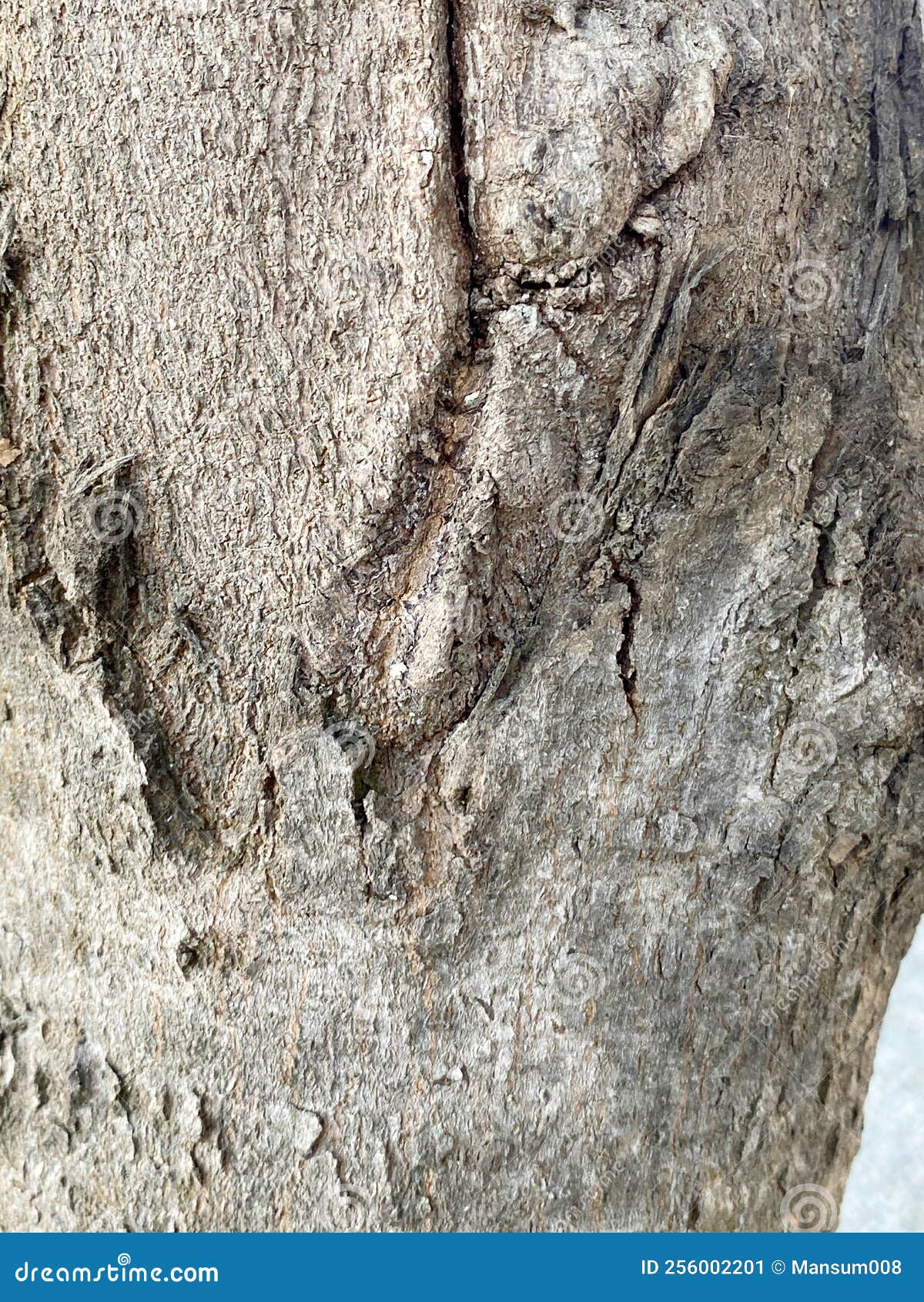 Bark Tree Texture Background Stock Image - Image of cement, wall: 256002201