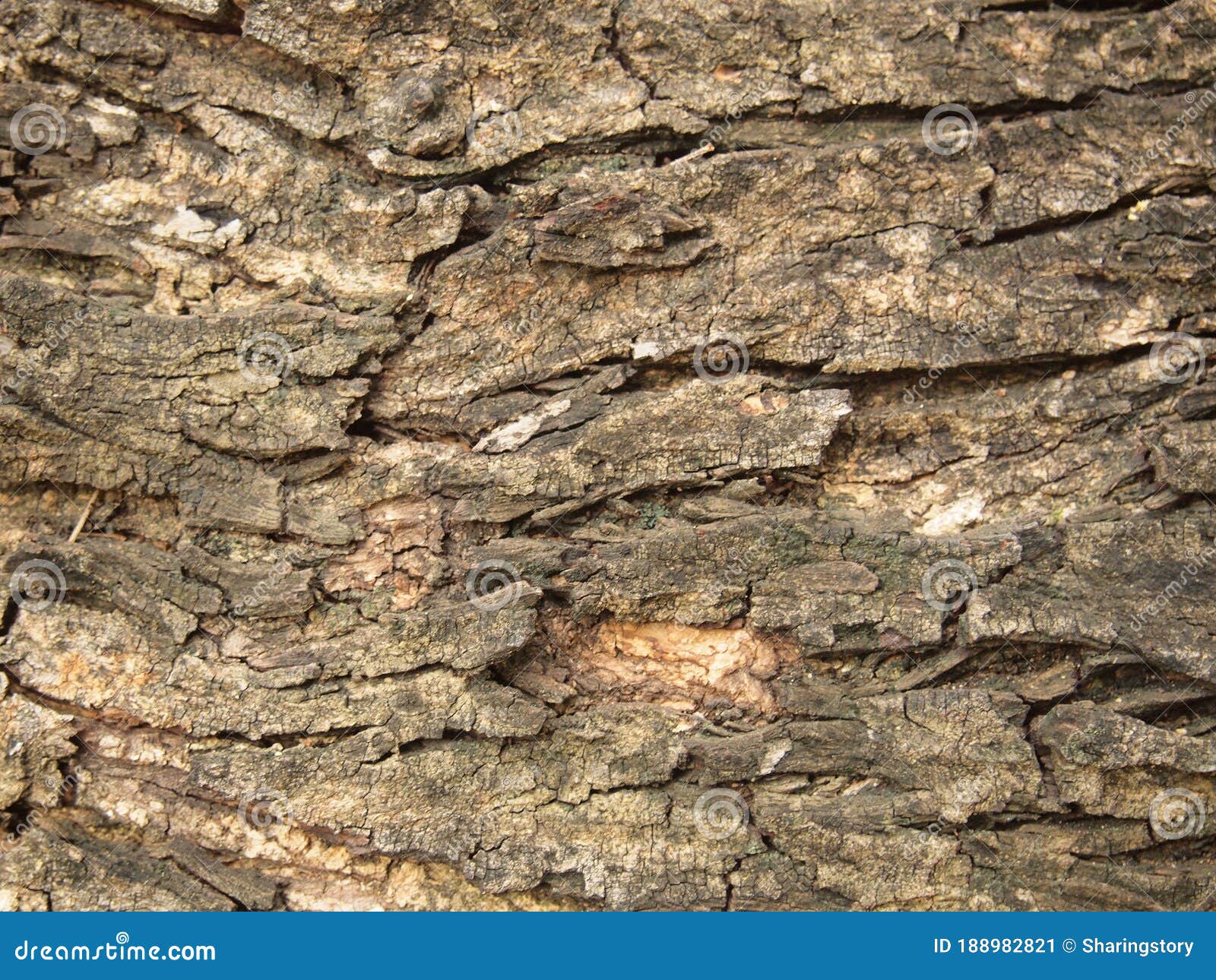 Bark of tree texture stock image. Image of close, closeup - 188982821