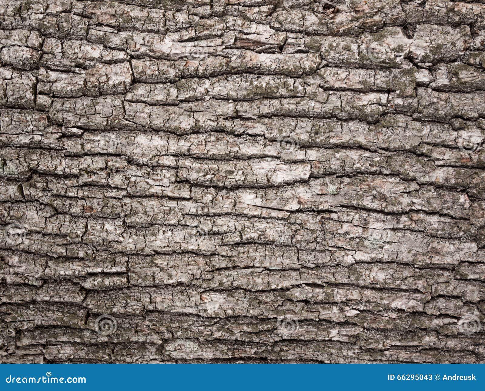 Bark tree texture stock image. Image of wood, brown, trunk - 66295043