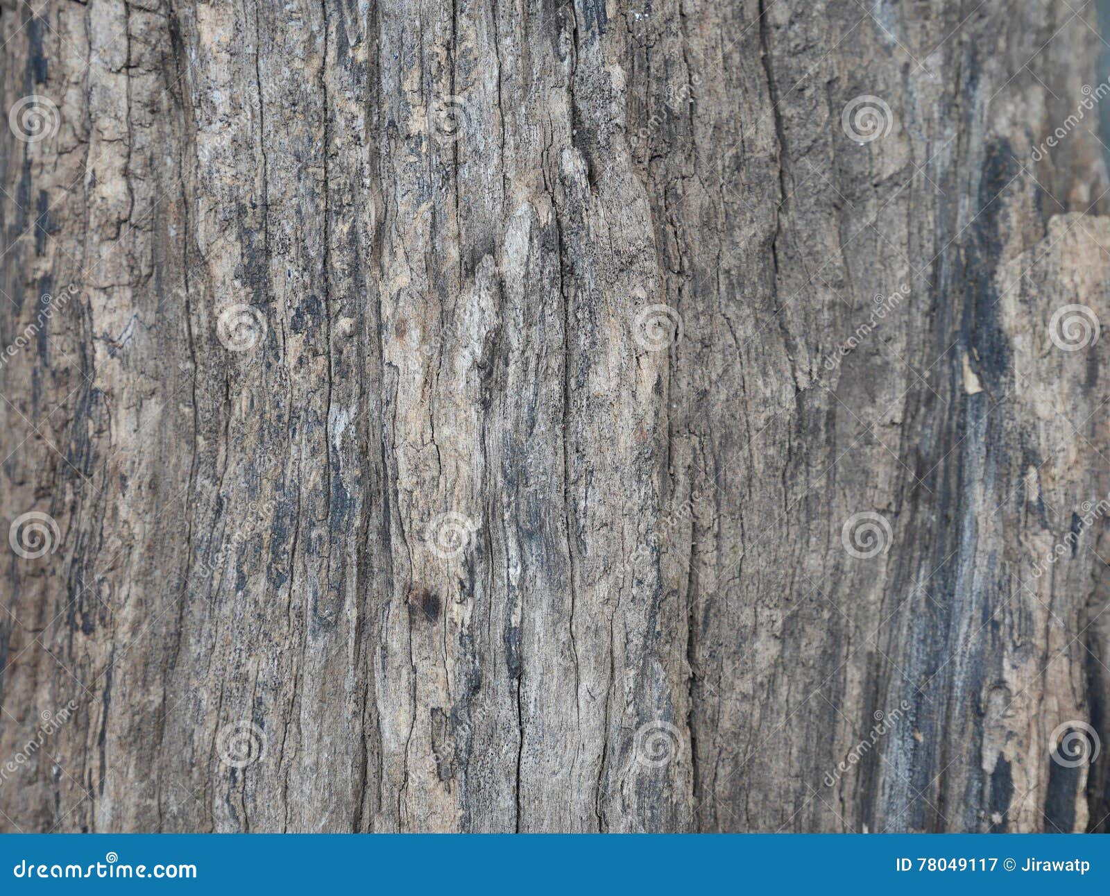Bark of tree texture. stock image. Image of bark, closeup - 78049117