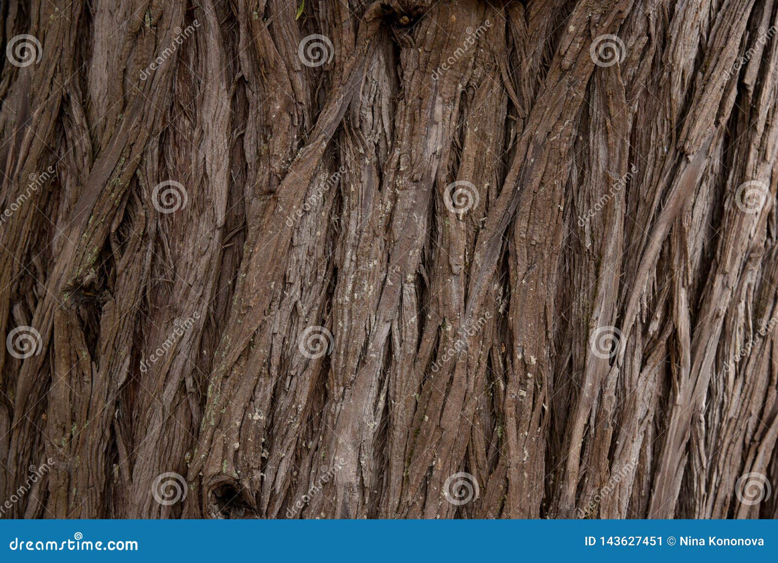 Bark Tree Texture Full Frame in Nature. Close Up of Redwood Bark Stock ...