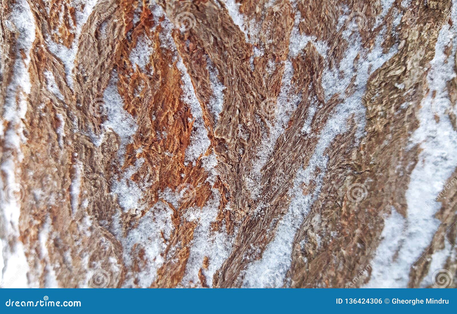 Bark Tree Texture Mixed with Snow Close Up Stock Photo - Image of mixed ...