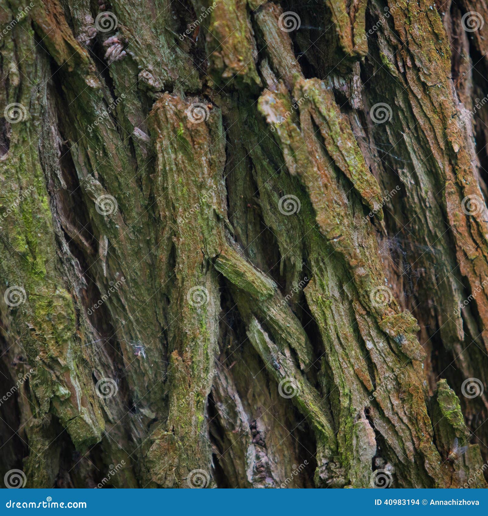 Bark Tree Texture in Nature Stock Photo - Image of forestry, firewood ...