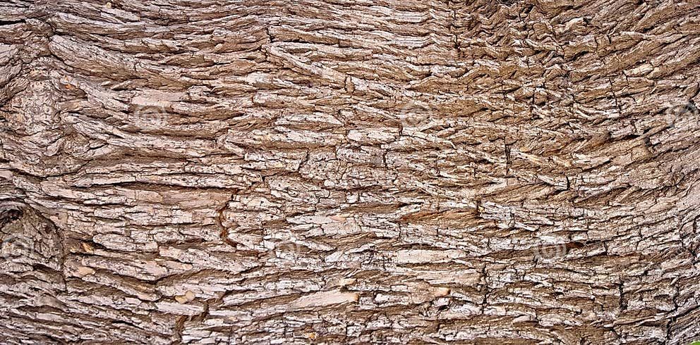 Bark tree texture stock photo. Image of closeup, pattern - 151761288