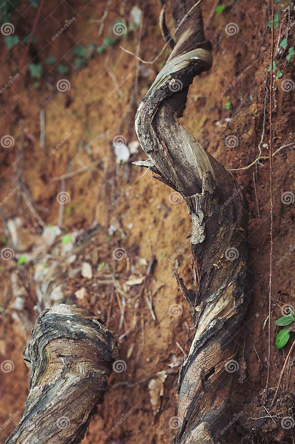 Bark Tree Texture .old Tree Texture, . Roots Visible on the Ground ...