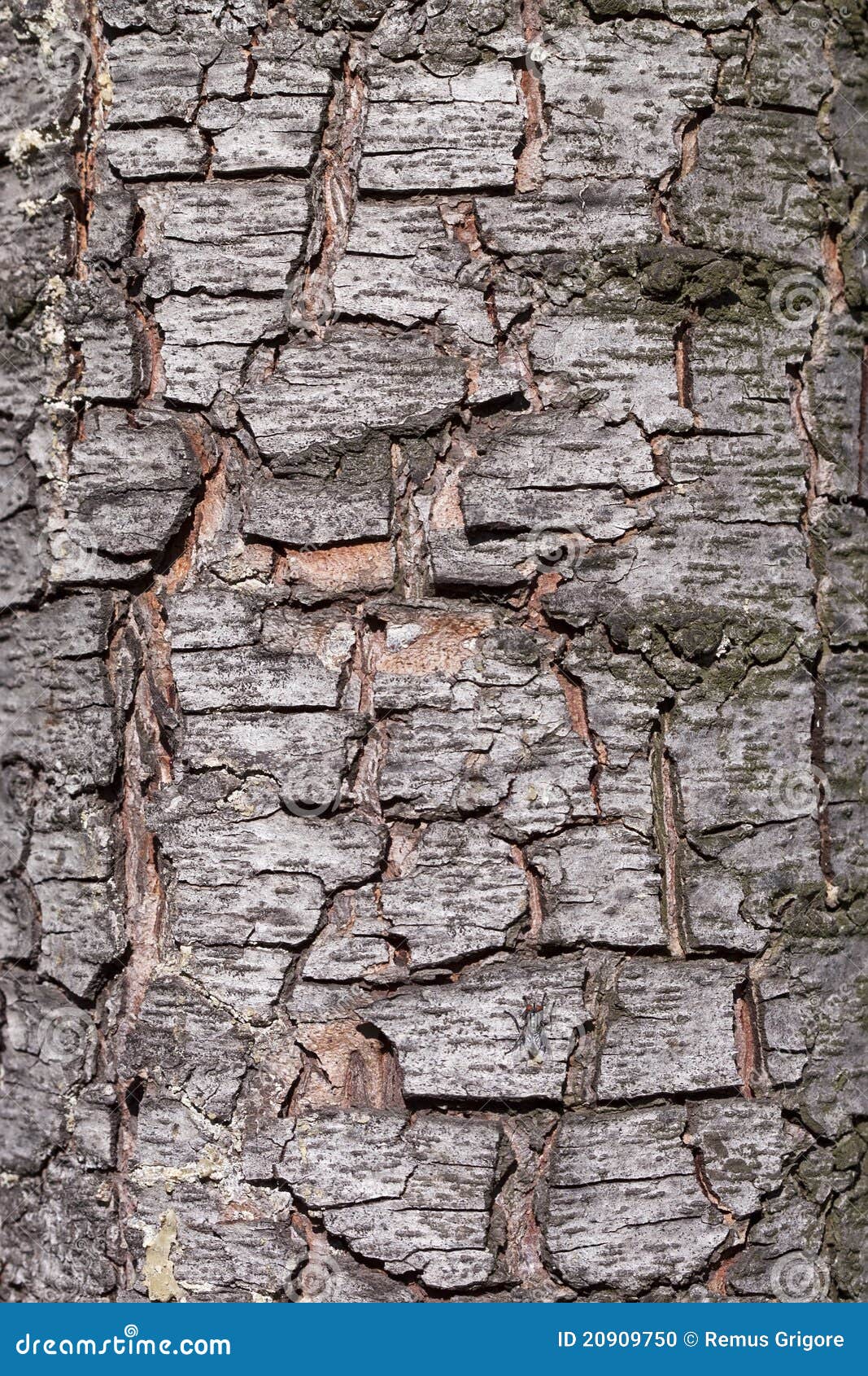 Bark Tree Texture - RAW Format Stock Photo - Image of harsh, wood: 20909750