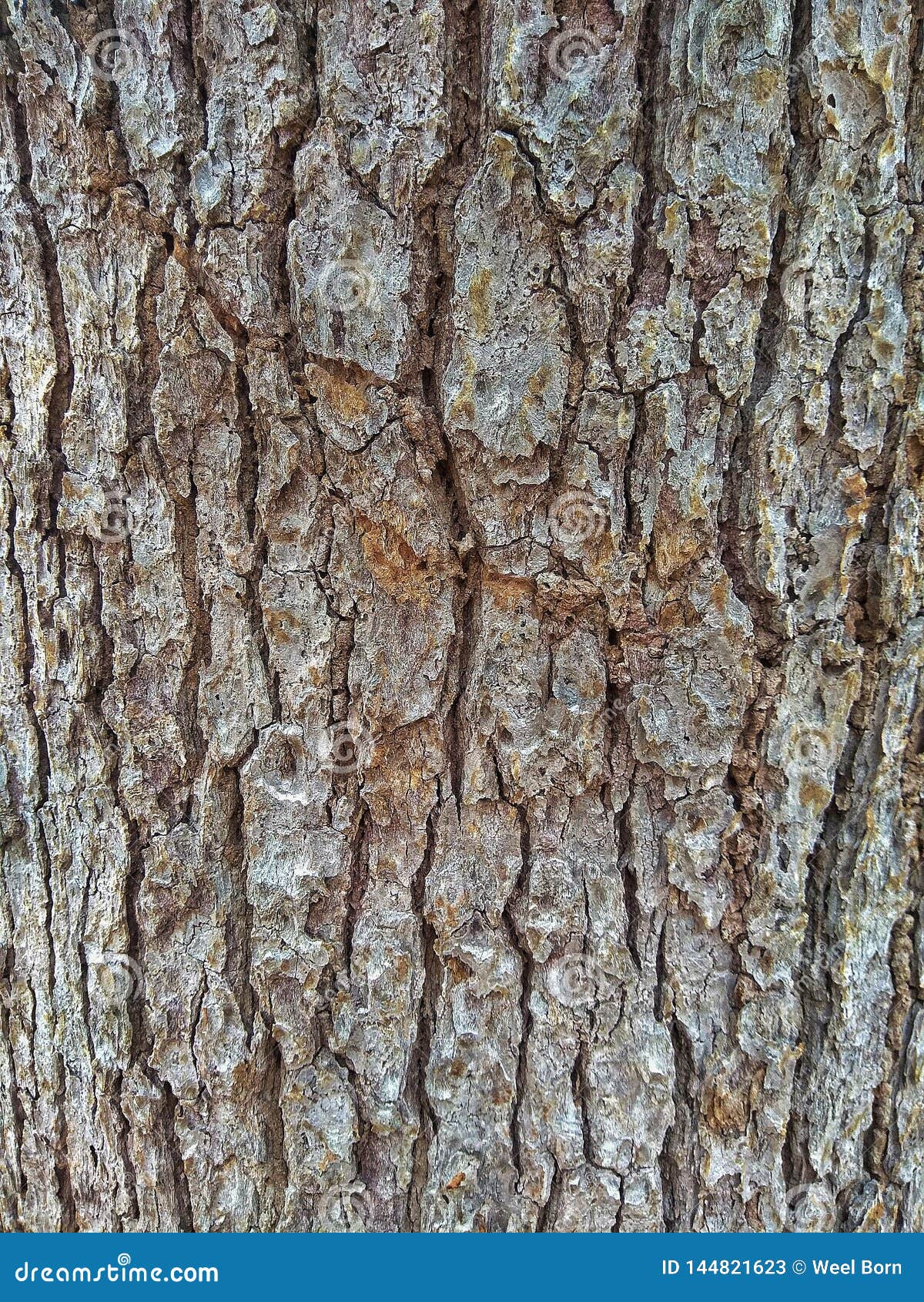 Bark of tree texture stock image. Image of dirty, grain - 144821623