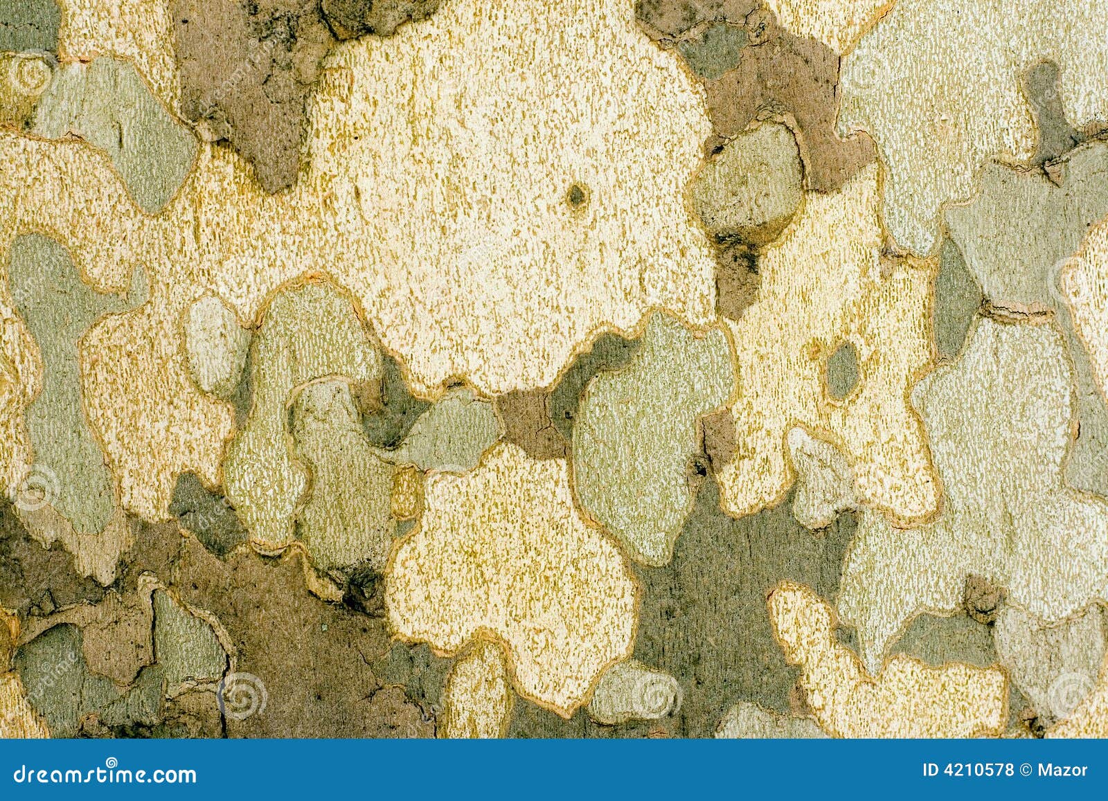 Bark of Tree Texture Useful for Background Stock Photo - Image of ...