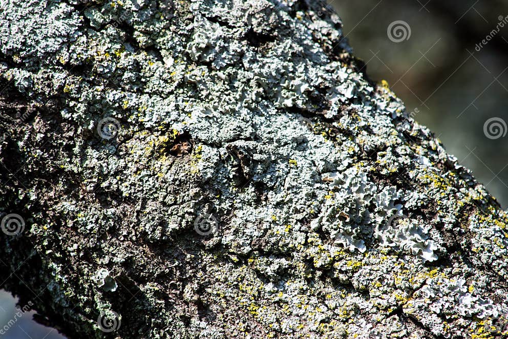 Bark stock image. Image of roof, texture, grass, background - 70486483