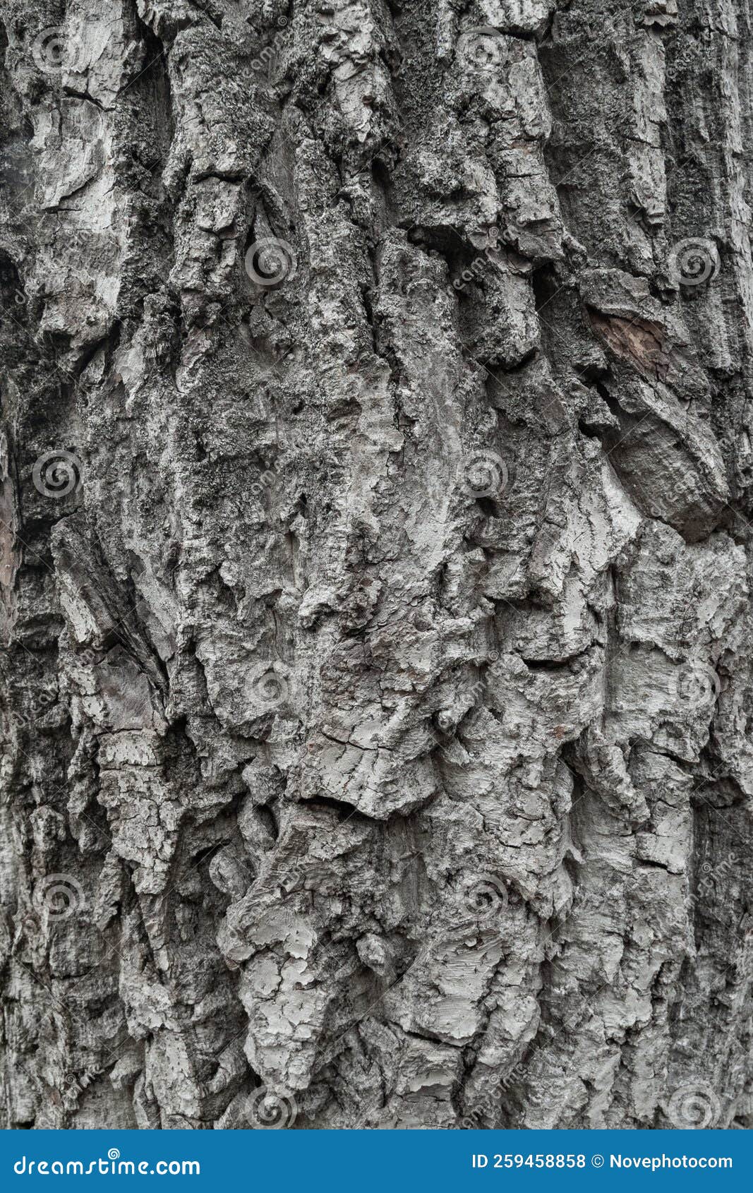 Bark of Tree. Texture of the Bark Stock Photo - Image of material ...