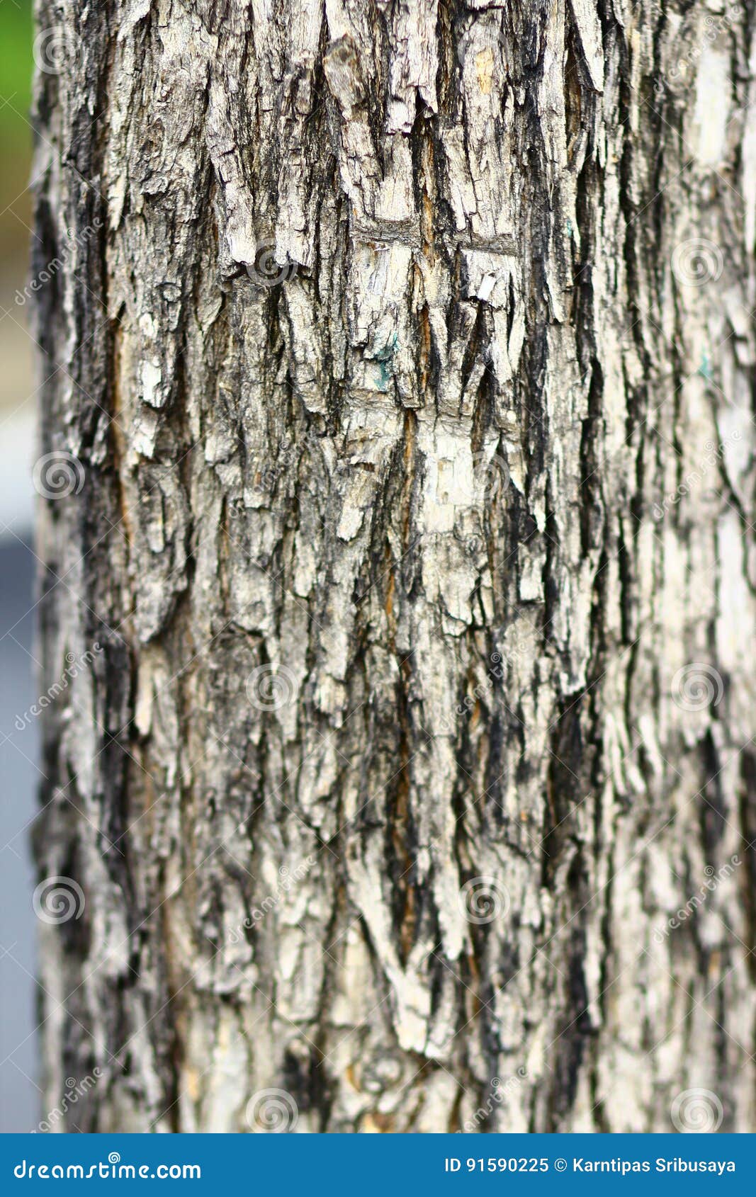 Bark tree stock image. Image of wood, plant, tree, surface - 91590225