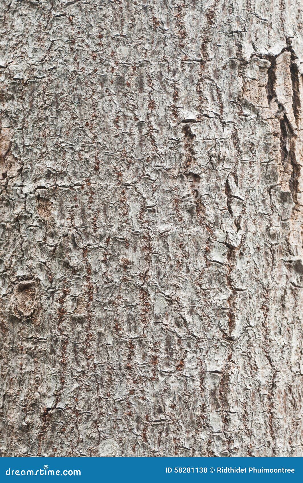 Bark of tree. stock photo. Image of shadow, tree, ride - 58281138