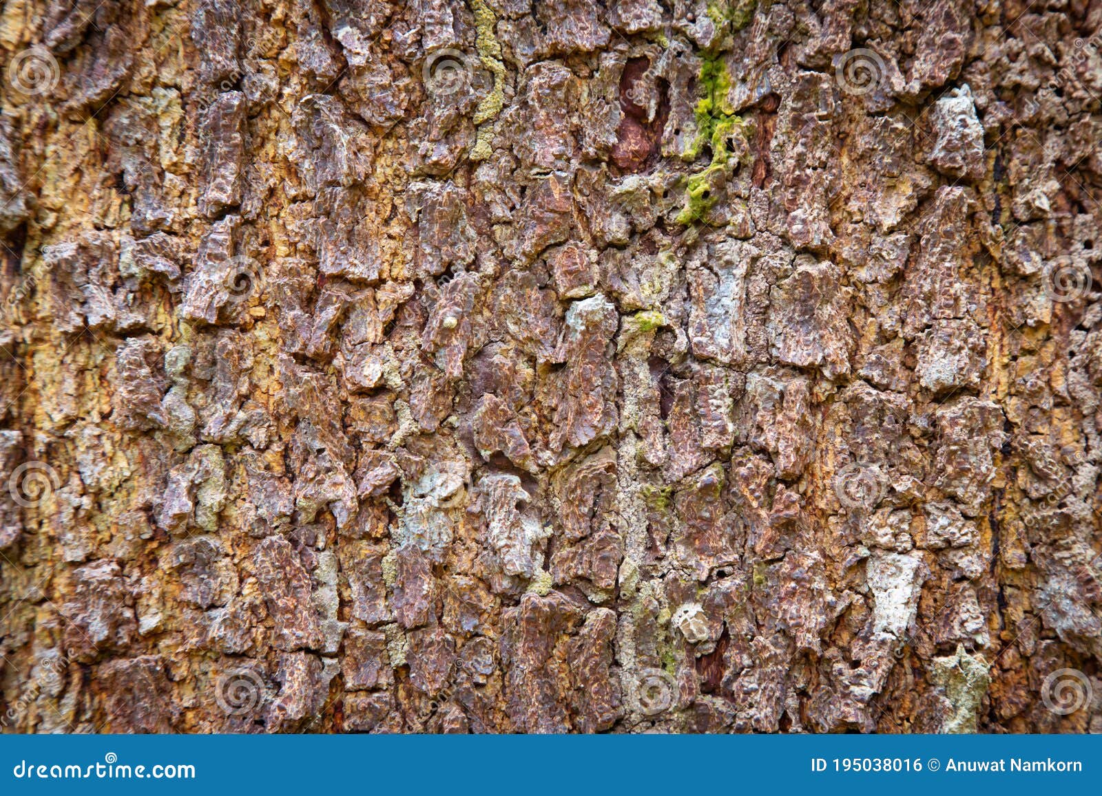 Bark of a Tree that Traces Cracking Stock Photo - Image of natural ...