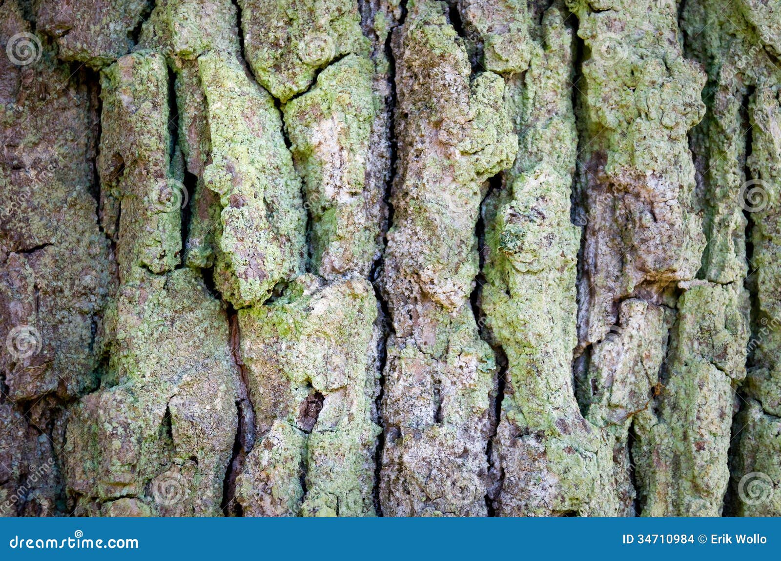 Bark of tree trunk stock photo. Image of closeup, bark - 34710984