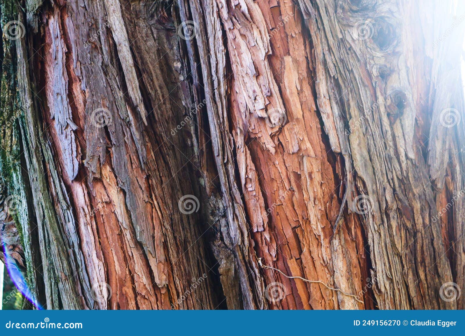 Bark of a tree trunk stock photo. Image of trunk, tree - 249156270