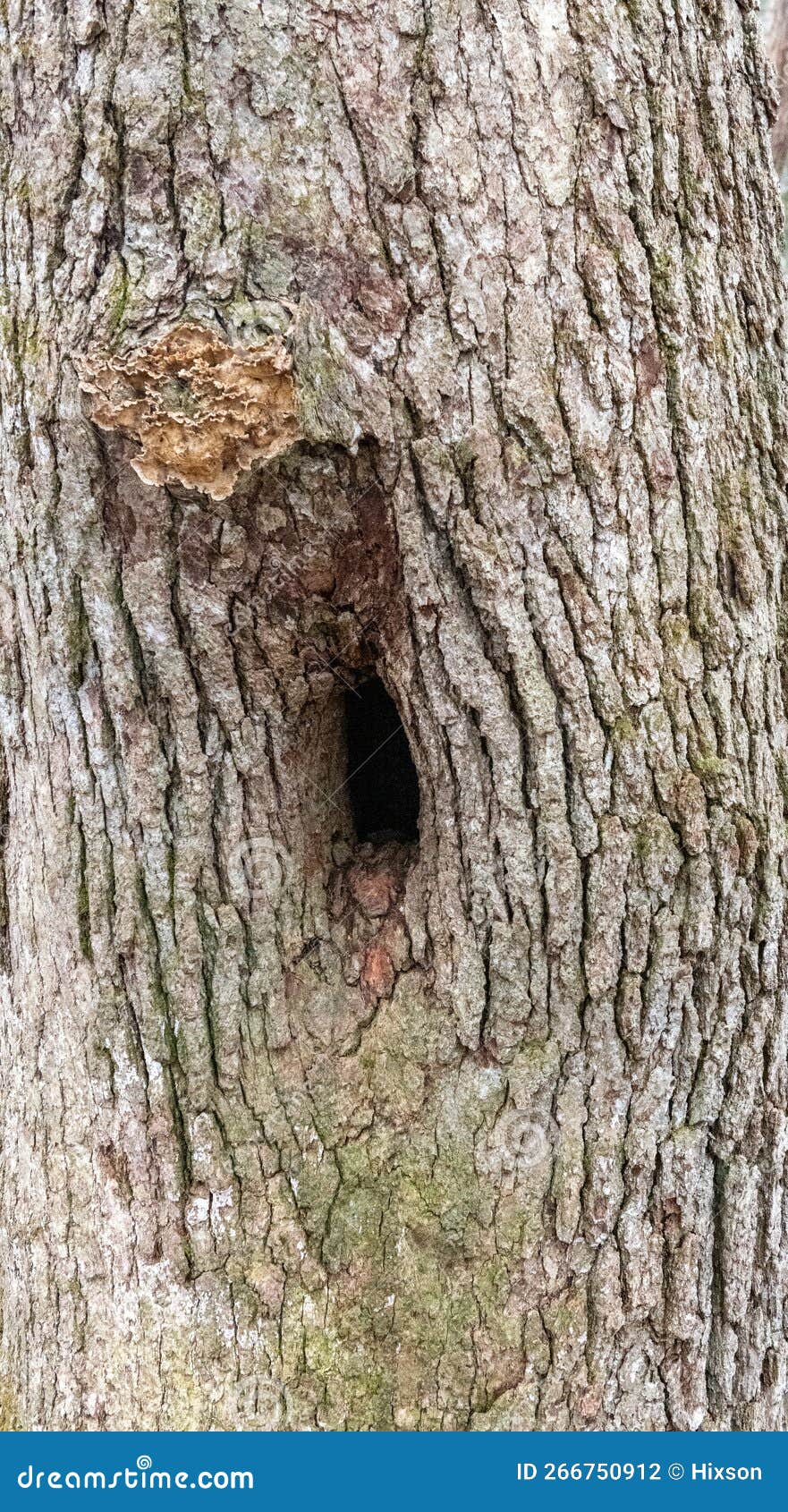 Bark on Tree Trunk with Hole Stock Photo - Image of hole, textured ...