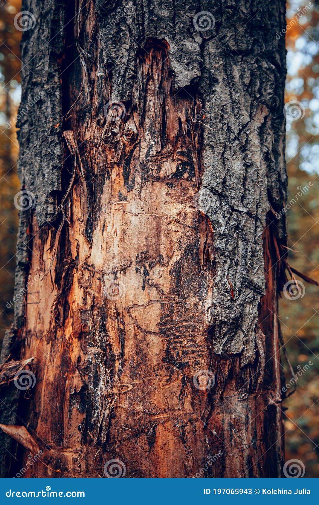 The Bark on the Tree Trunk is Stripped by Bear Claws Stock Image ...