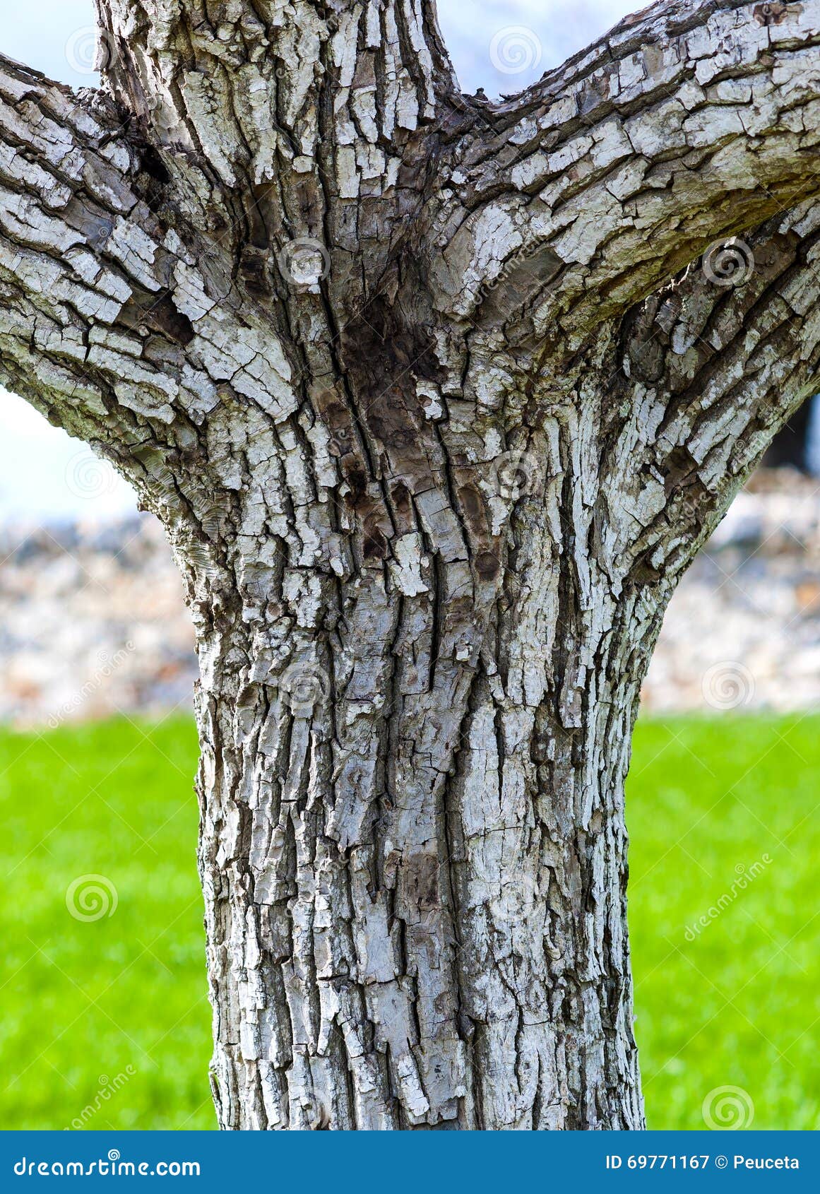 Bark of a Tree Trunk Walnut Stock Image - Image of tree, natural: 69771167