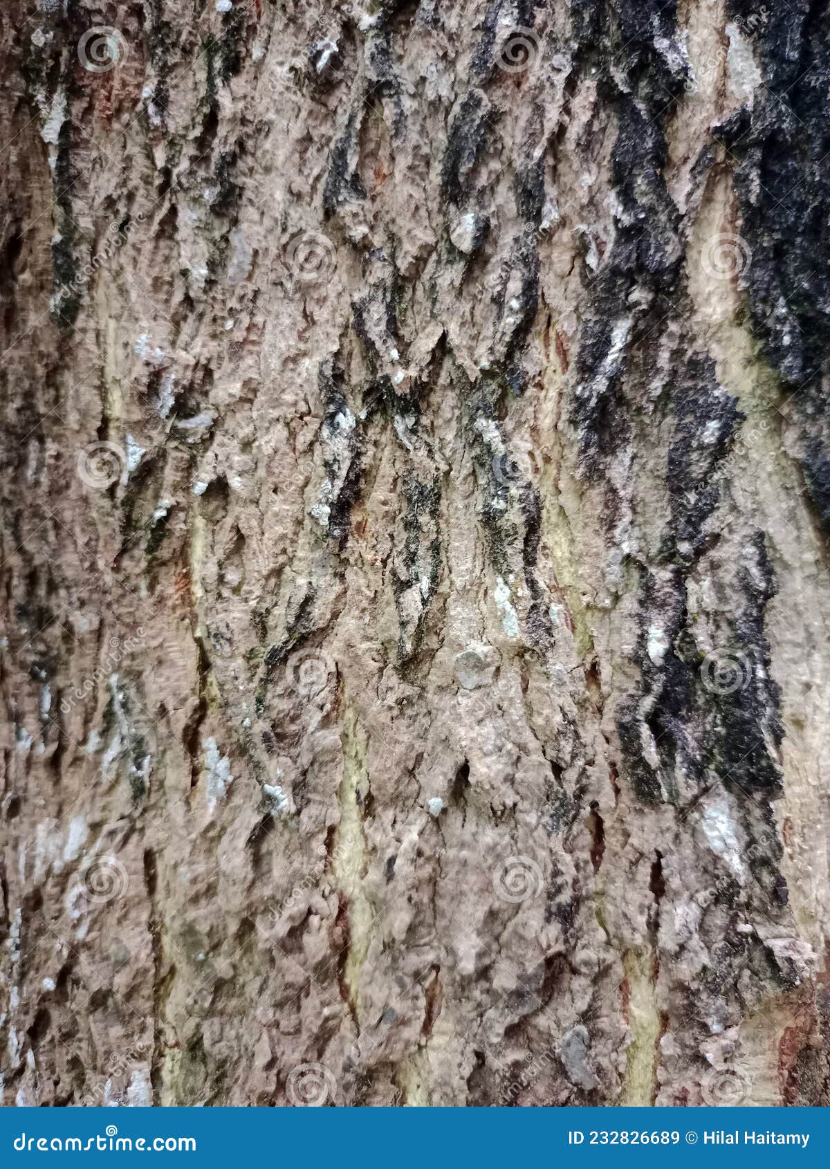 The Bark of this Tree is Unique Shape, Art. Stock Image - Image of ...