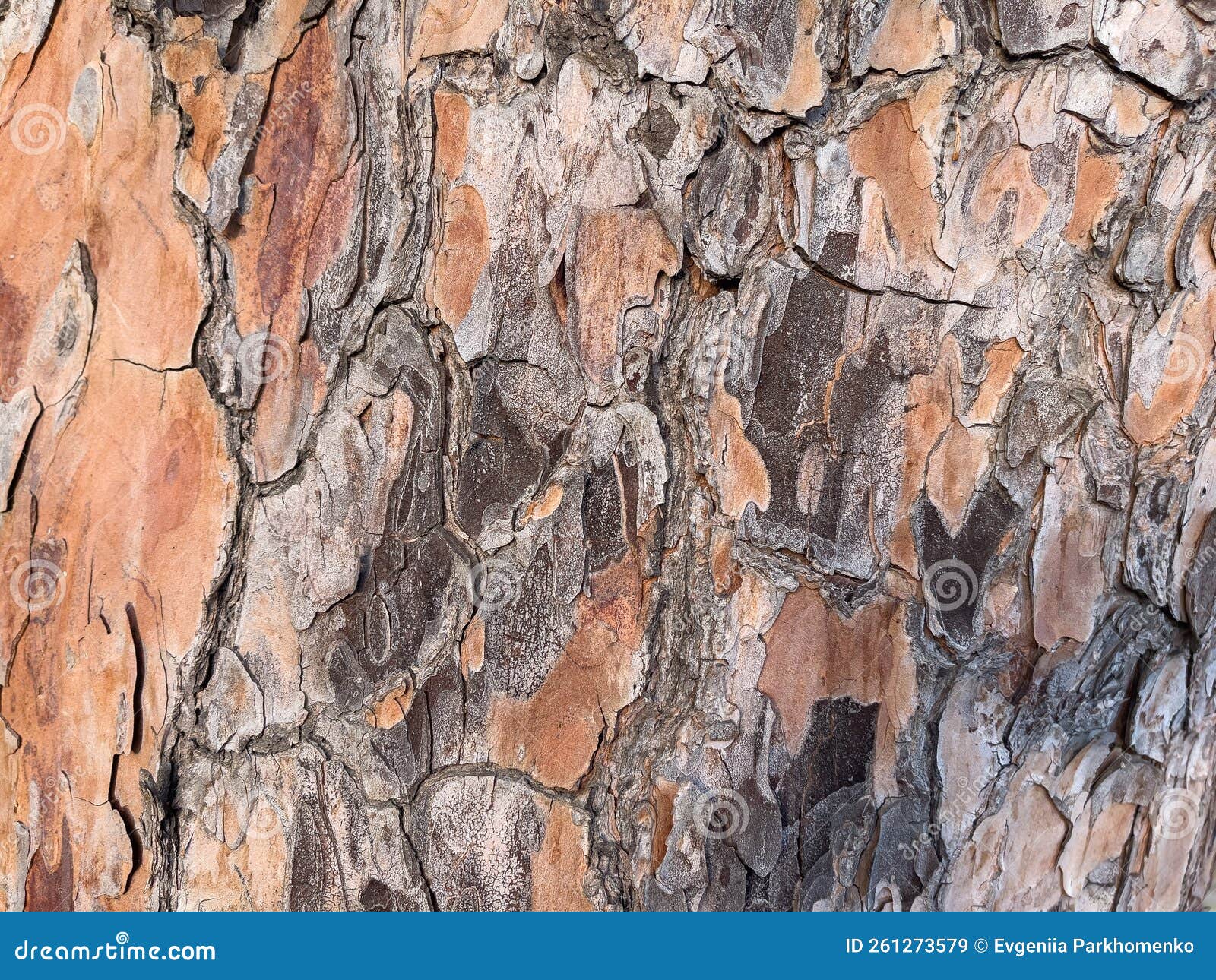 The Bark of a Tree with an Unusual Pattern on a Large Plan. Stock Image ...