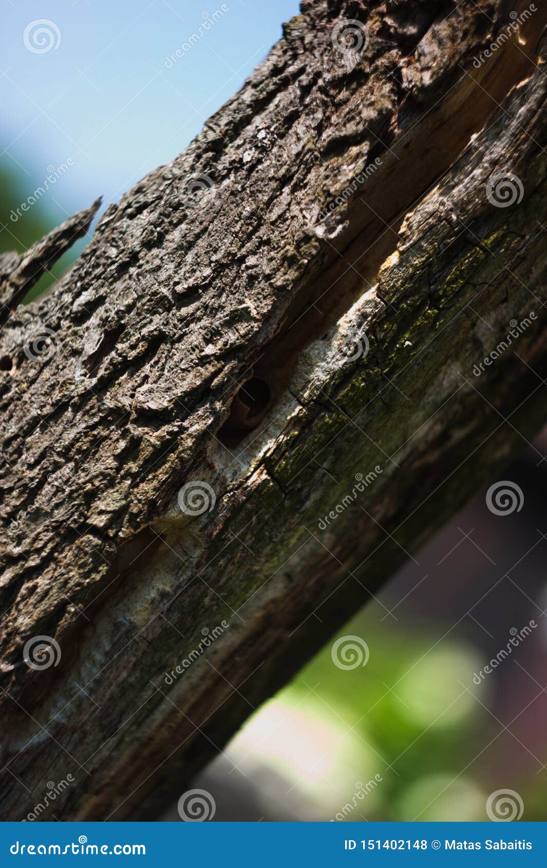 Bark of a Tree in Weird Angle Stock Photo - Image of pattern, junk ...