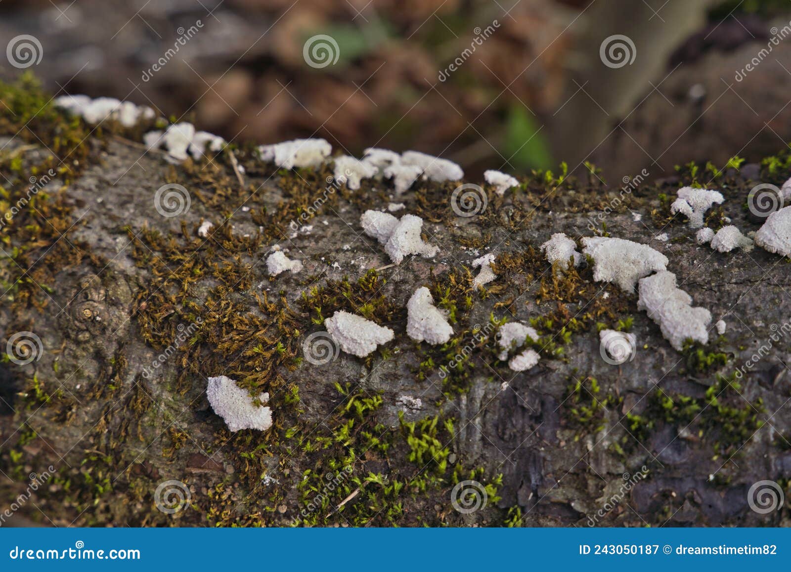 The Bark of the Tree and the White Mycelium or Moss Covering the Bark. Natural Background and ...
