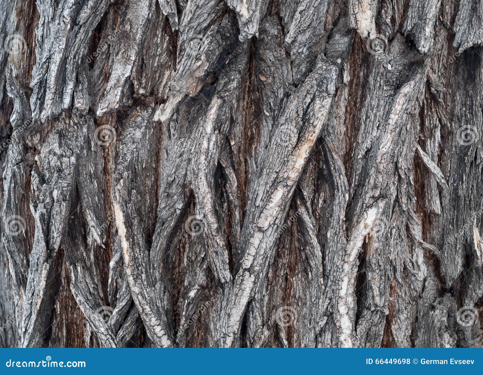 Bark Tree wood texture stock photo. Image of fiber, wood - 66449698