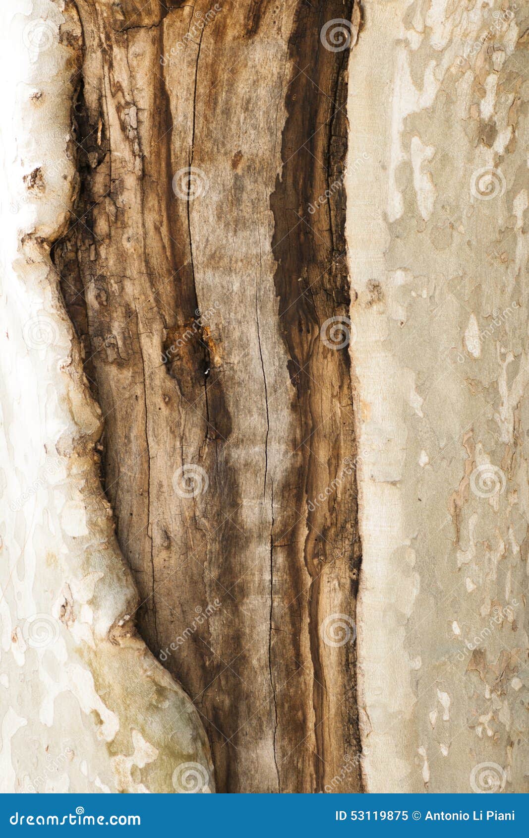 Bark tree wound stock image. Image of clear, nature, aged - 53119875