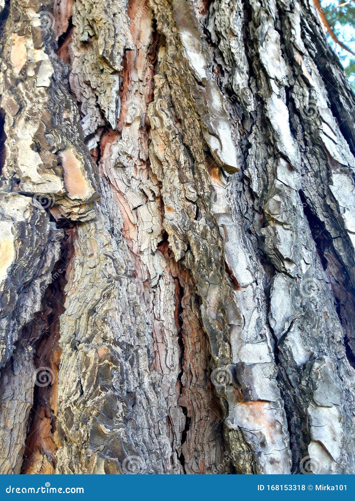 Bark of the Tree, Wrinkled and Hard. Pine in Winter with a Thick and ...
