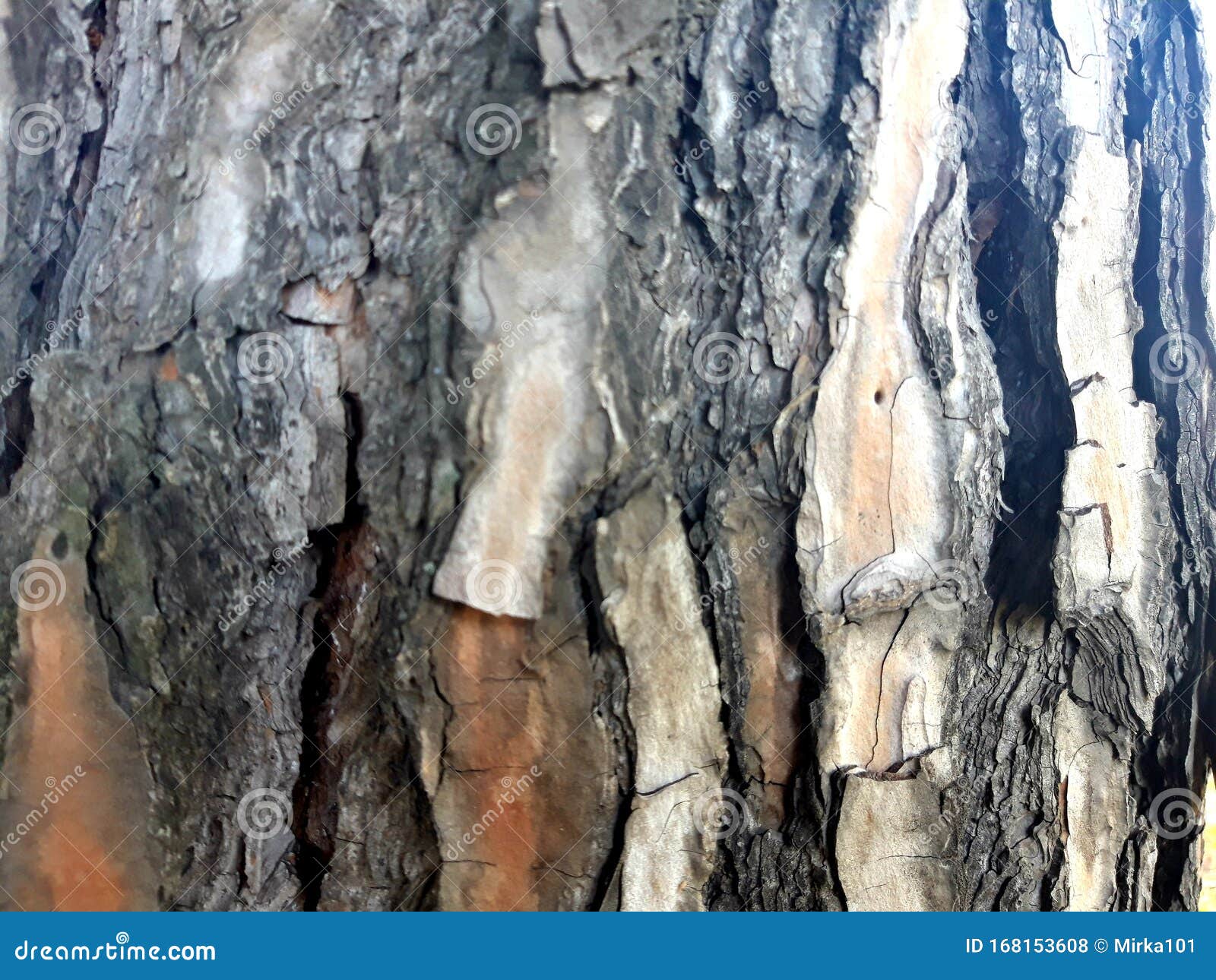Bark of the Tree, Wrinkled and Hard. Pine in Winter with a Thick and ...
