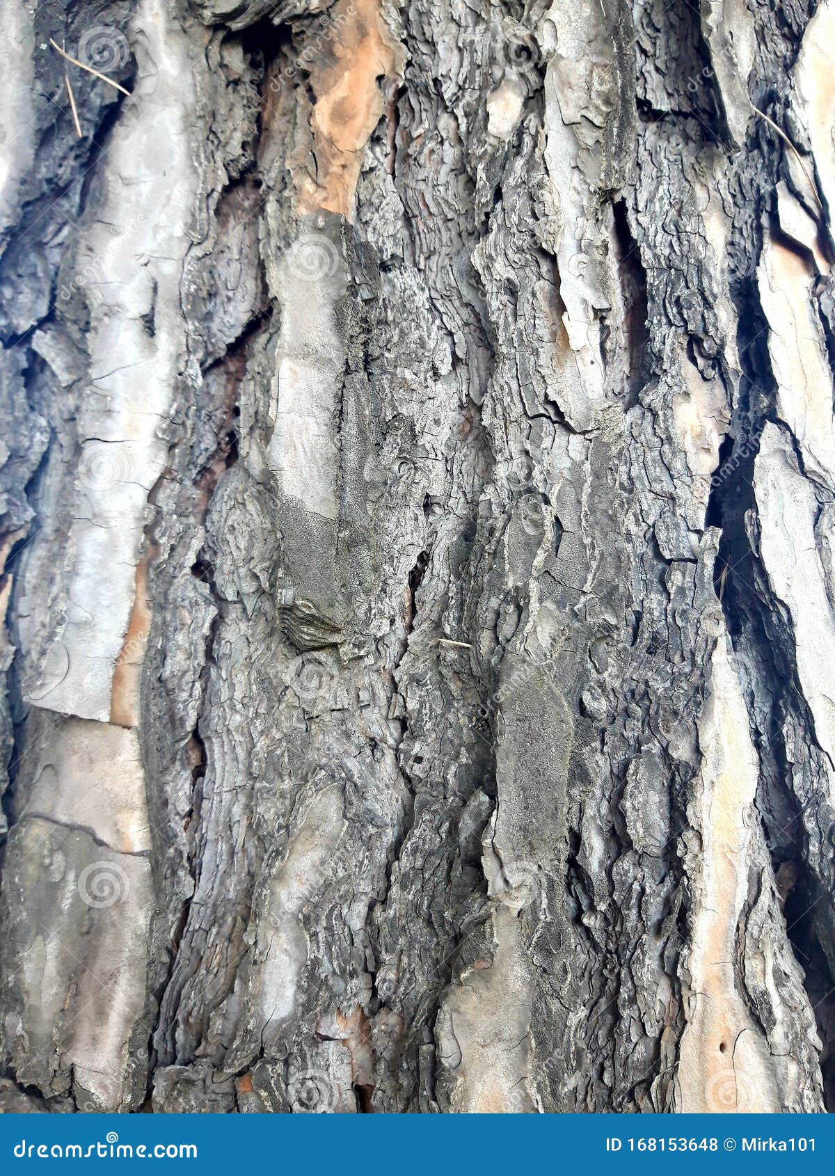 Bark of the Tree, Wrinkled and Hard. Pine in Winter with a Thick and ...