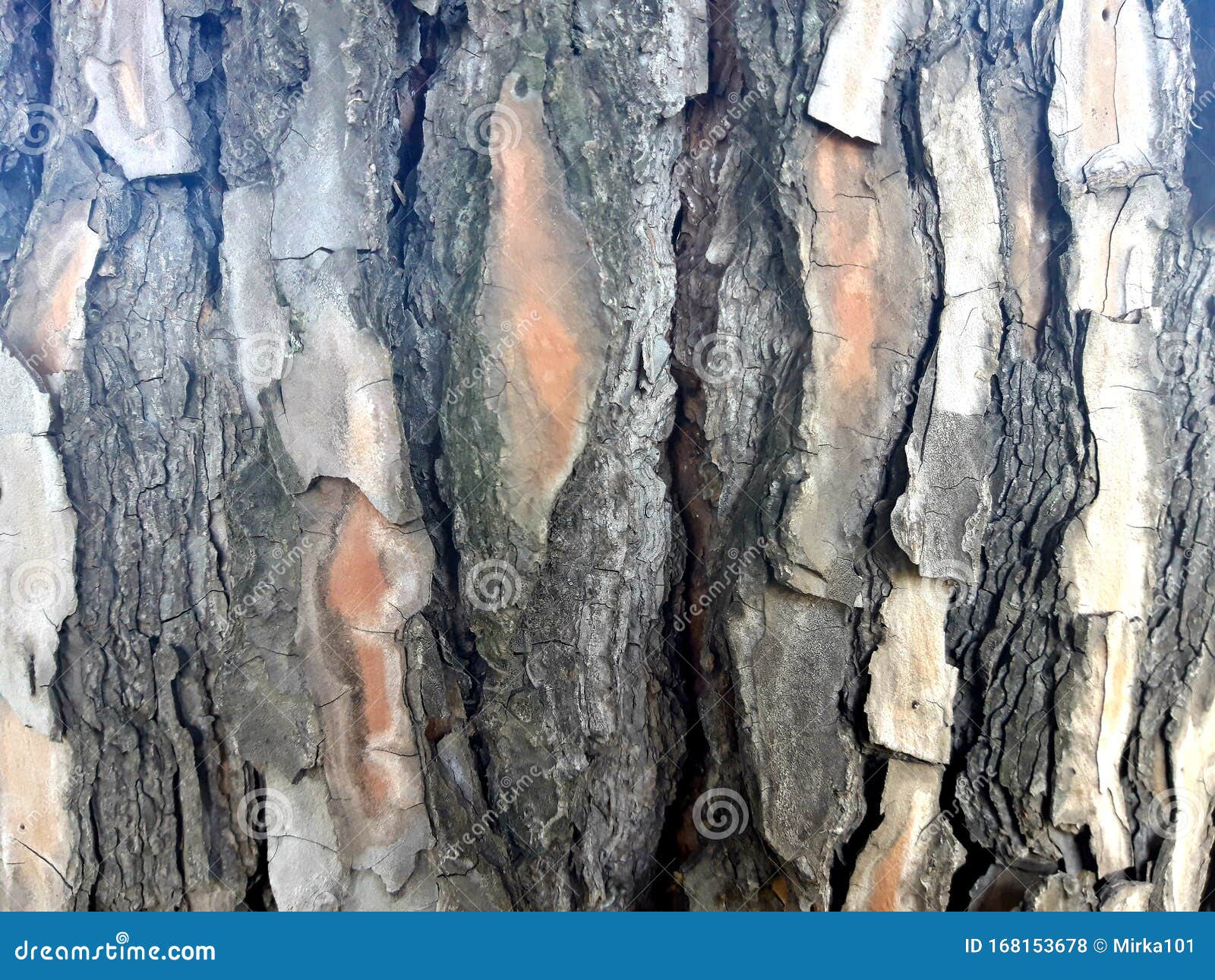 Bark of the Tree, Wrinkled and Hard. Pine in Winter with a Thick and ...