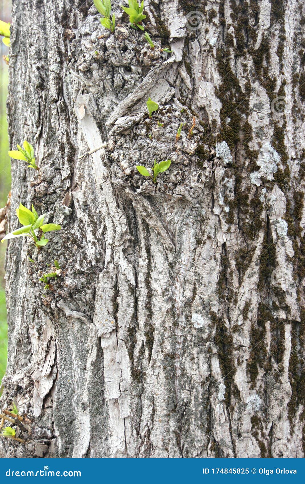 The Bark of the Tree with Young Leaves Summer Spring Green Texture ...