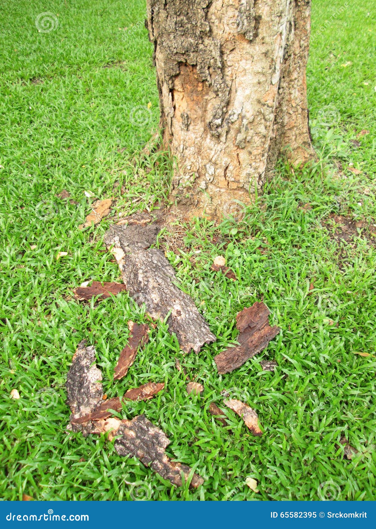 Bark of Trees To Be Cut Off Stock Image - Image of board, dirty: 65582395