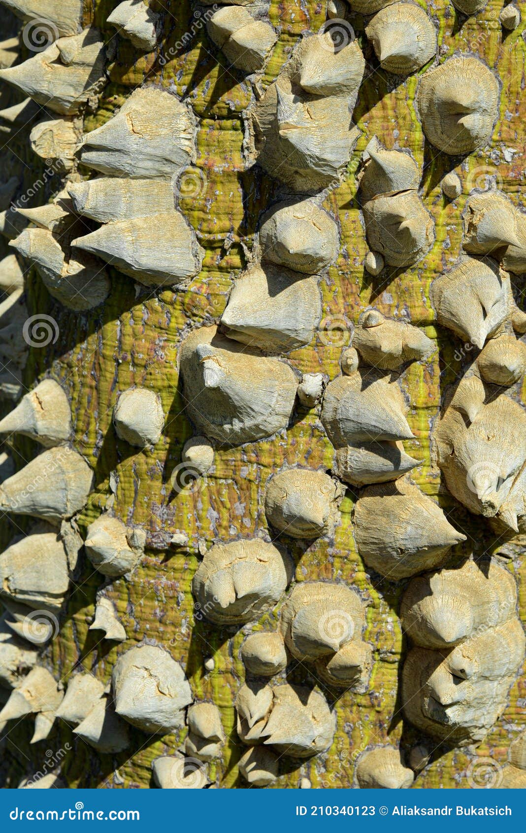 Bark of a Tropical Tree with Thorns, Background. Stock Image - Image of ...