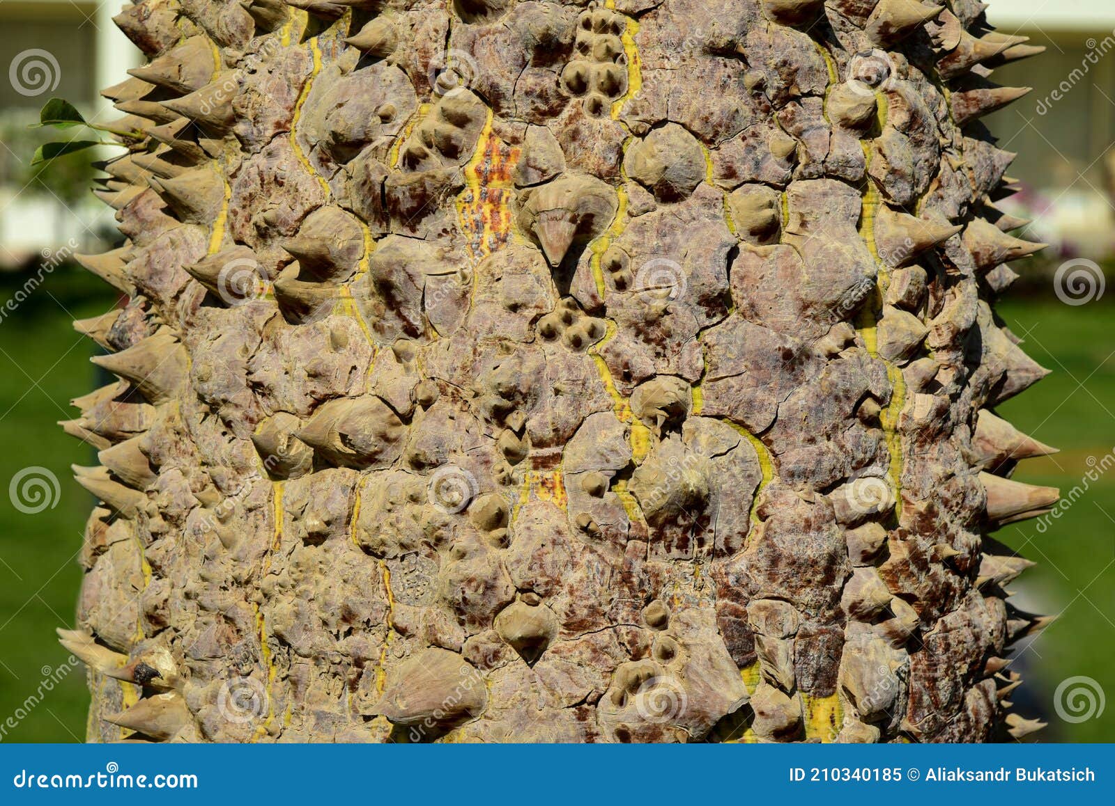 Bark of a Tropical Tree with Thorns, Background. Stock Image - Image of ...