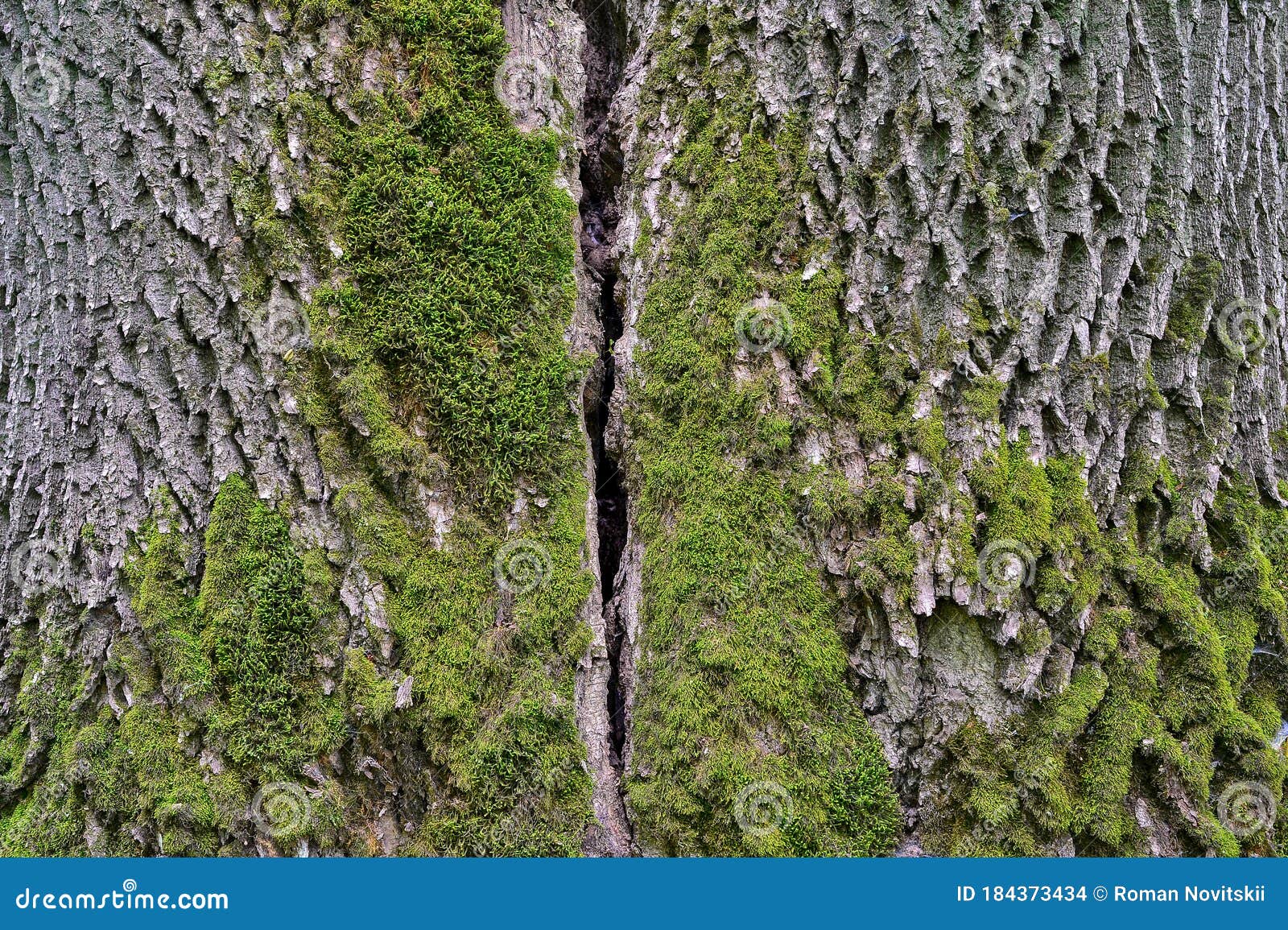 The Bark of the Trunk of an Ash Tree with Remnants of Moss in Uniform ...
