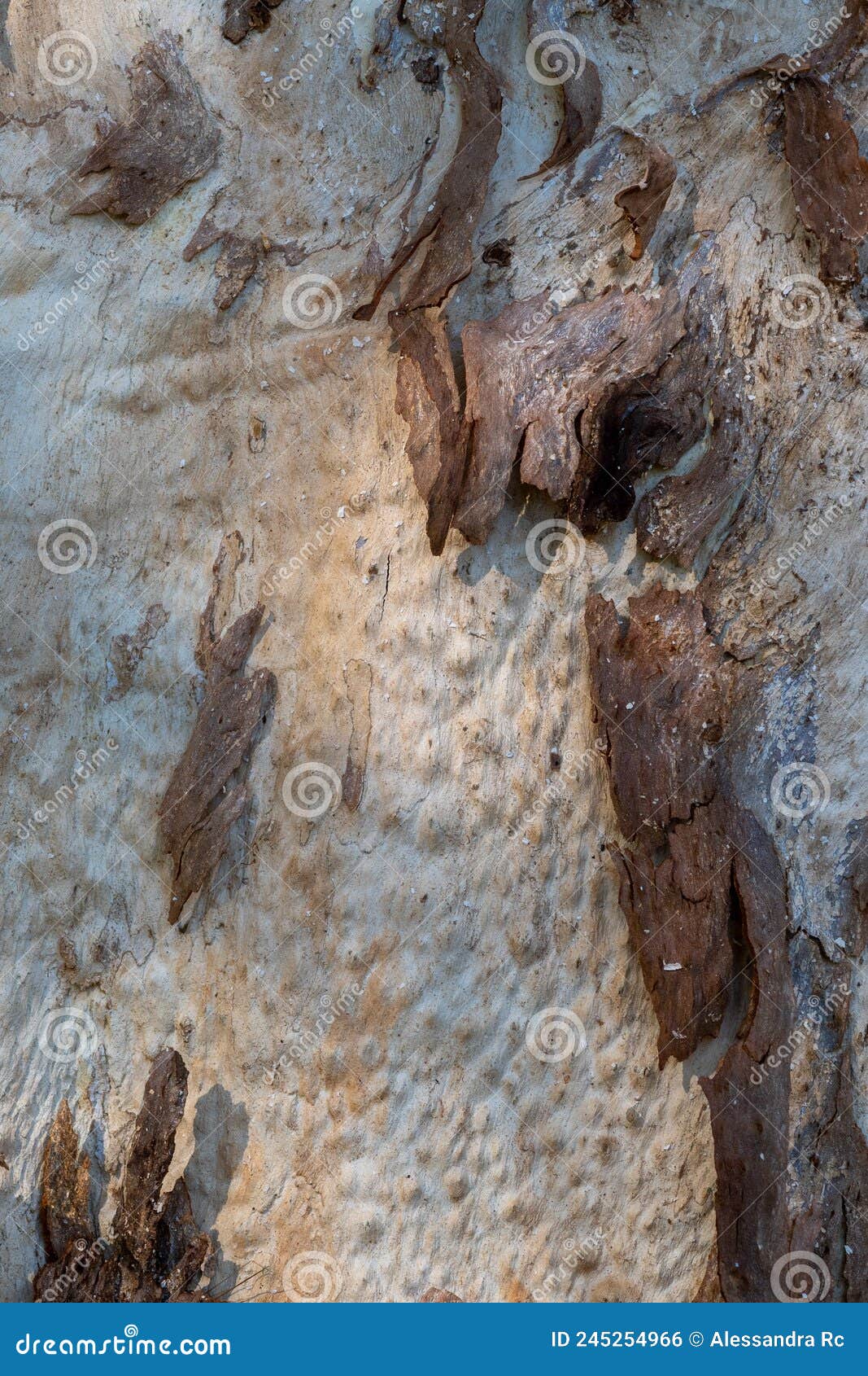 Darling Range, Ghost Gum Tree Bark Stock Photo - Image of crack ...
