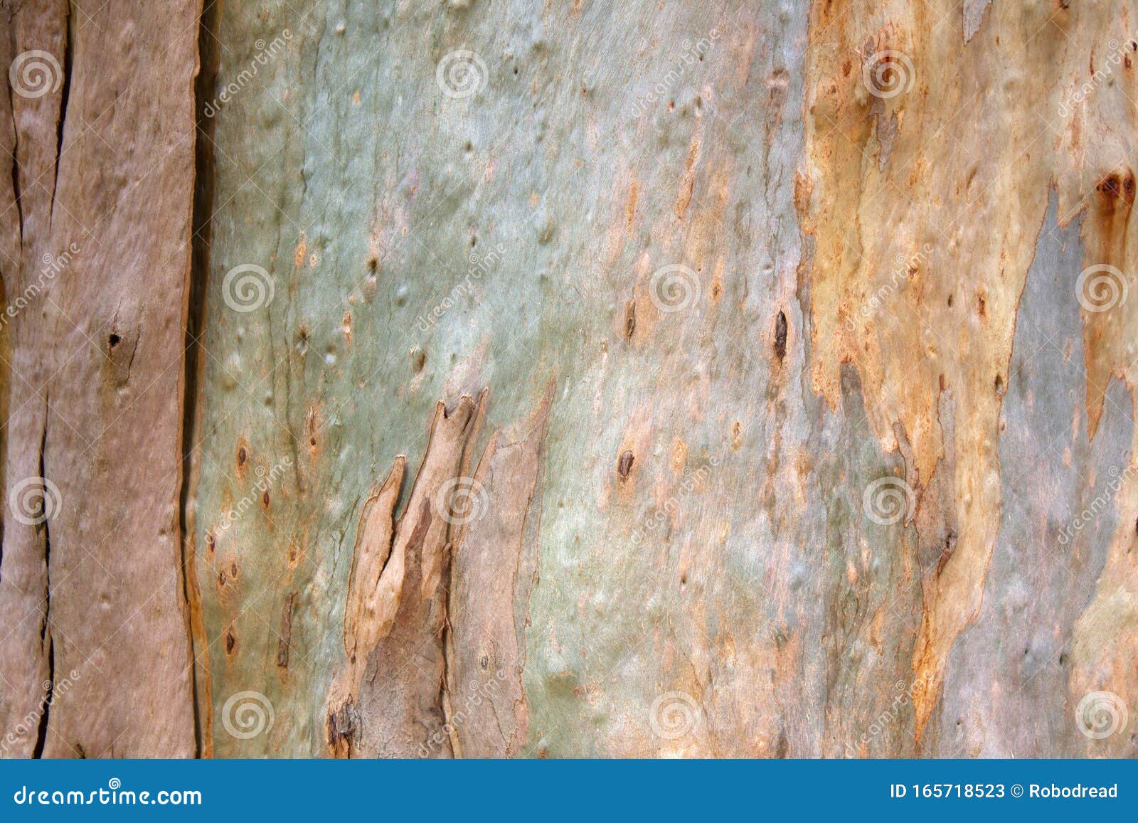 Trunk Of Eucalyptus Tree Stock Image | CartoonDealer.com #67901677